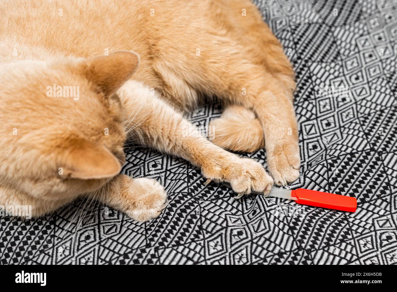 cat grabs a nail file with its paw. the cat sharpens his nails. the cat ...