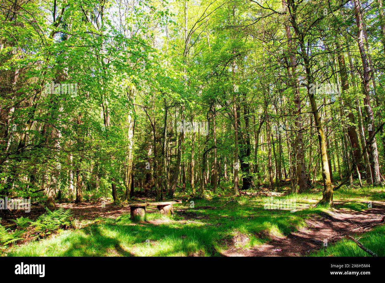 Dundee, Tayside, Scotland, UK. 15th May, 2024. UK Weather: Warm, hazy ...