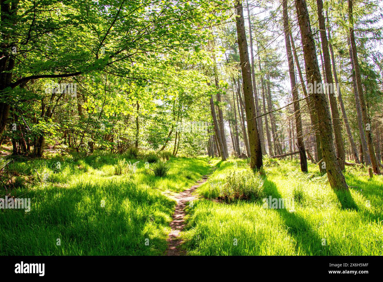 Dundee, Tayside, Scotland, UK. 15th May, 2024. UK Weather: Warm, hazy ...