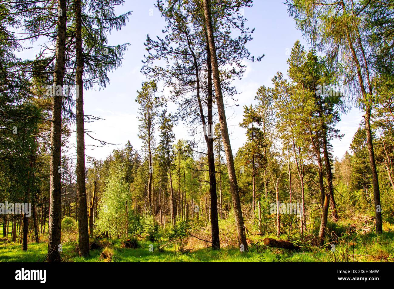 Dundee, Tayside, Scotland, UK. 15th May, 2024. UK Weather: Warm, hazy ...