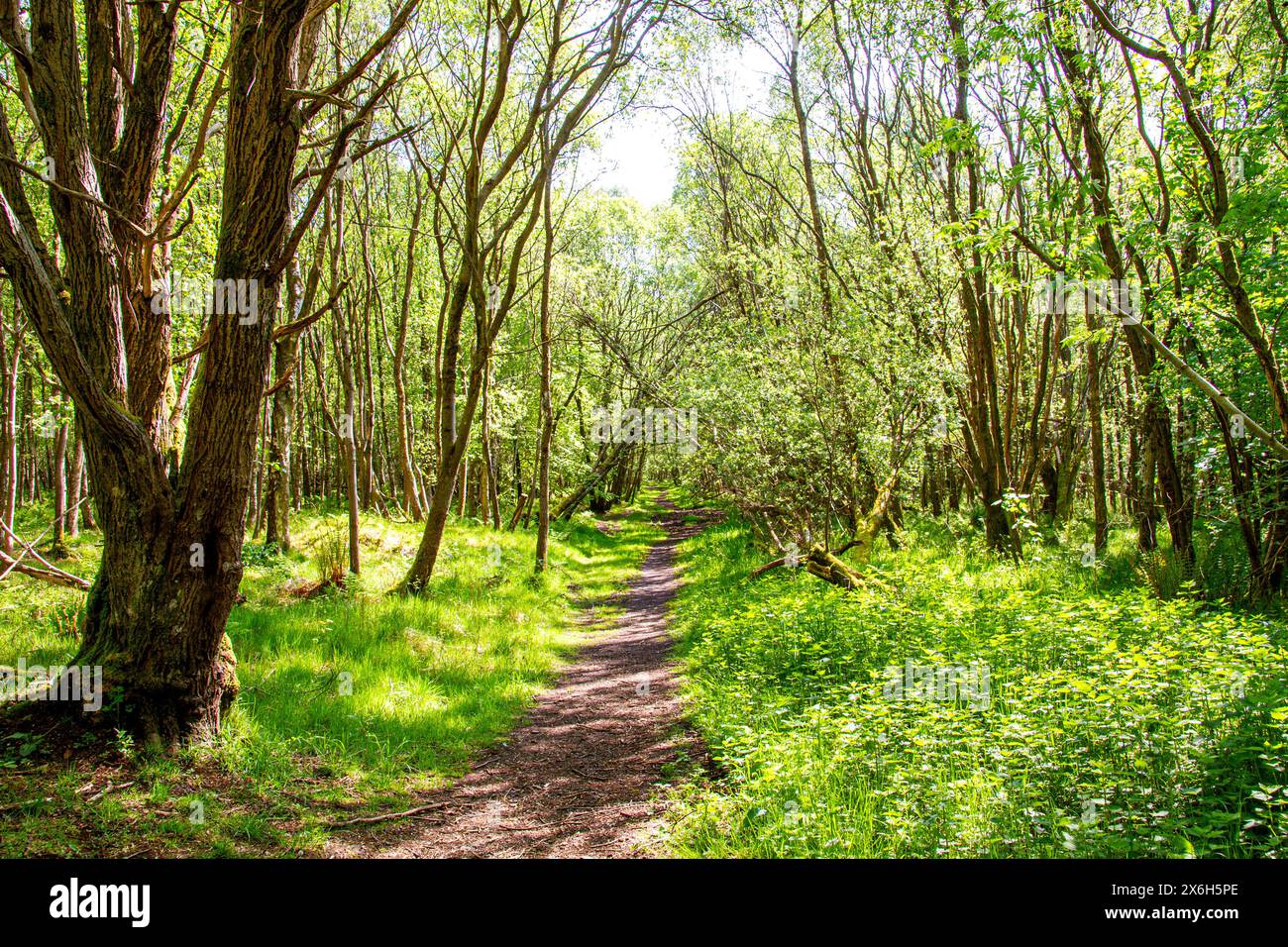 Dundee, Tayside, Scotland, UK. 15th May, 2024. UK Weather: Warm, hazy ...