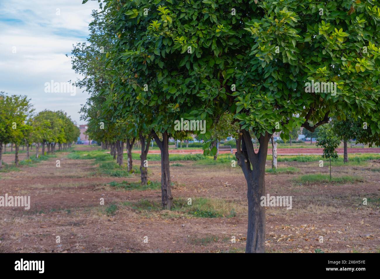 orange tree in garden, cultural immersion, agricultural heritage, lush ...