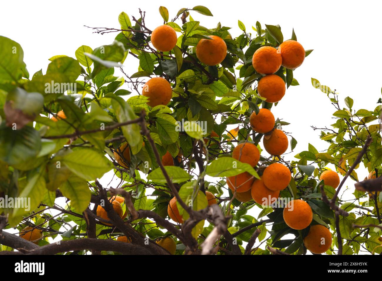 orange tree laden with ripe citrus fruits stands tall amidst lush ...