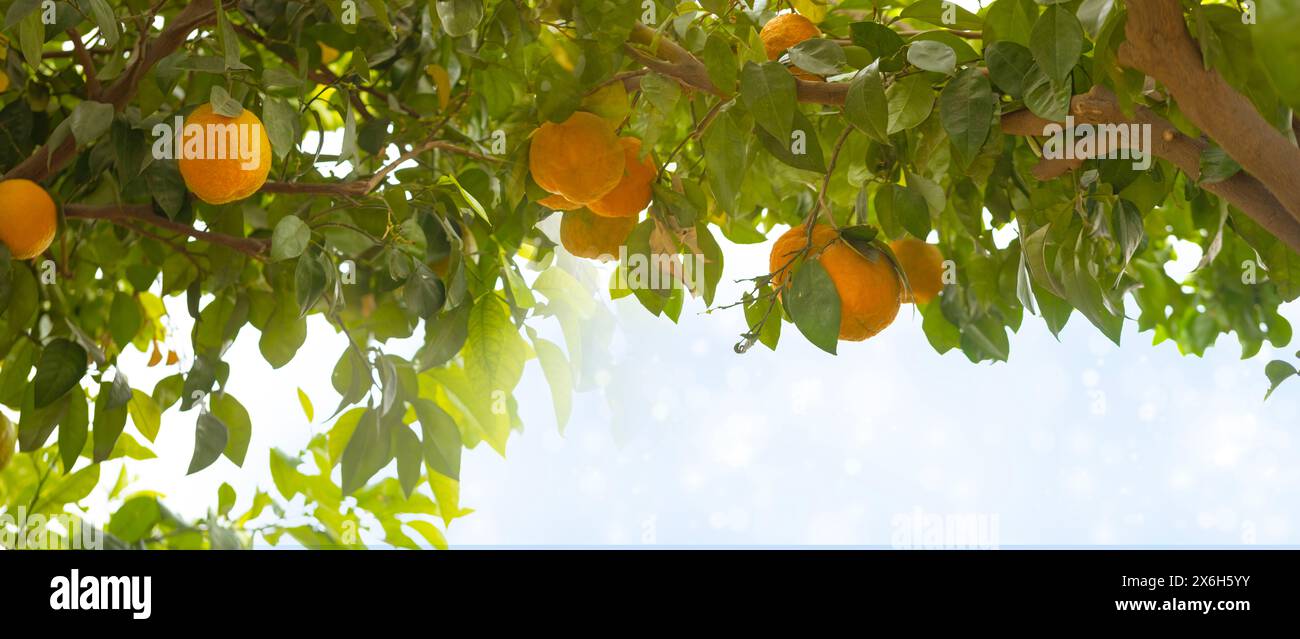 orange tree laden with ripe citrus fruits stands tall amidst lush ...