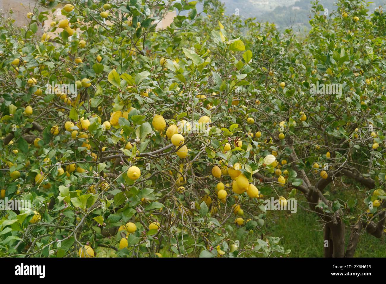 fruits of lemon tree of genus Citrus of Rutaceae family, garden in ...