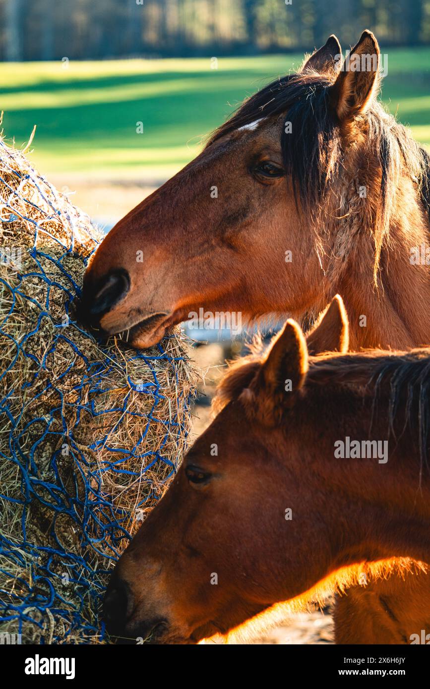horses eat hay, horse, horses, pony, hay, mongolian horse, ponies ...