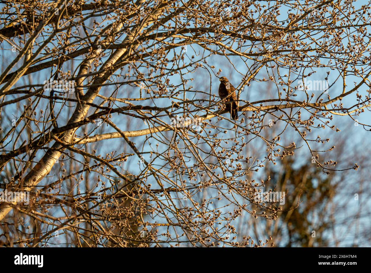 kestrel, falcon, tree, bird, branch, falcon, falconer, hunting Stock ...