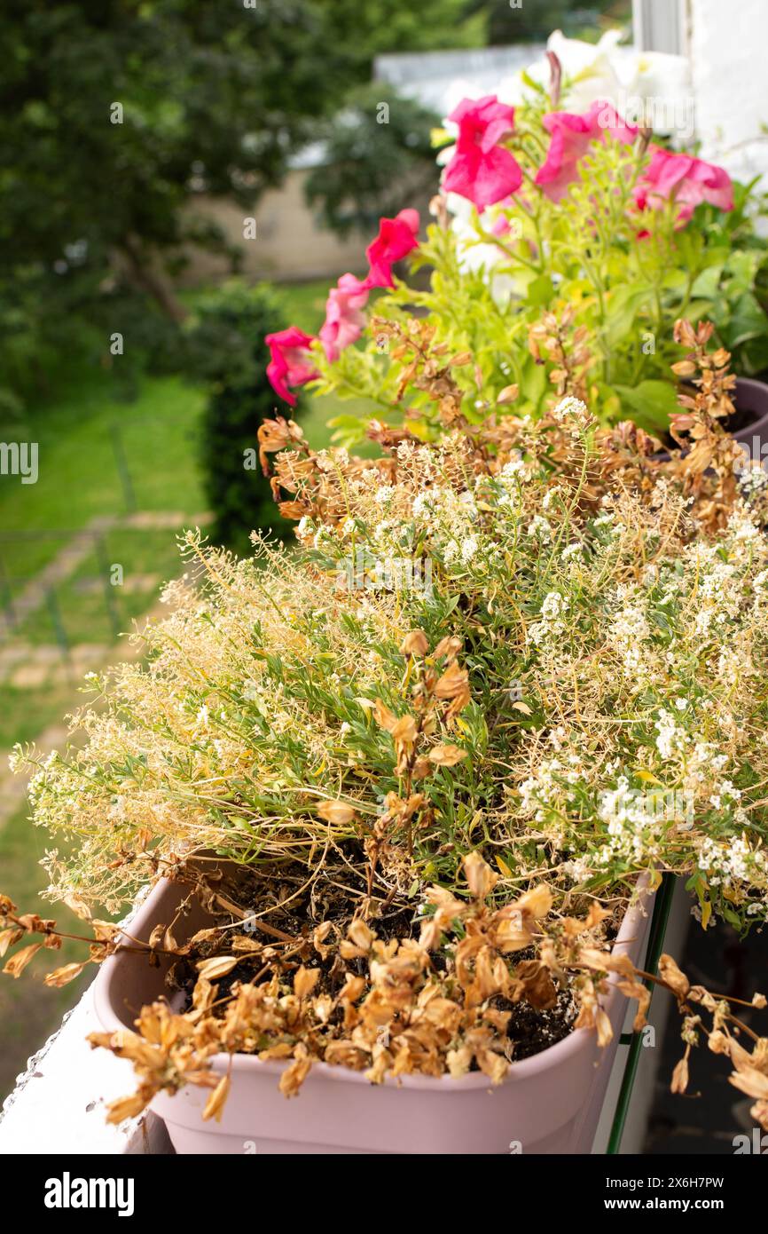 The process of withering summer flowers on a balcony or terrace ...