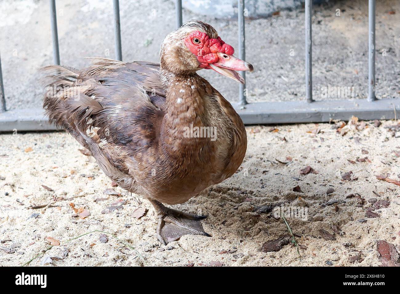 Muscovy duck with red face on a poultry farm Stock Photo - Alamy