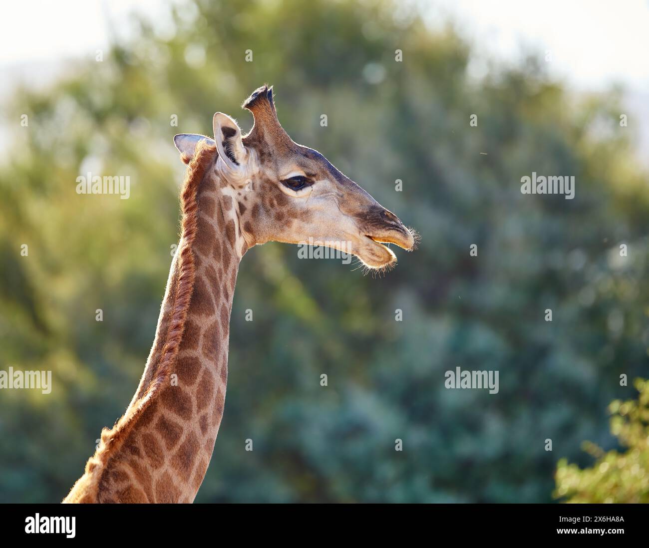 Giraffe, wildlife and green tree in Africa for nature, landscape or ...