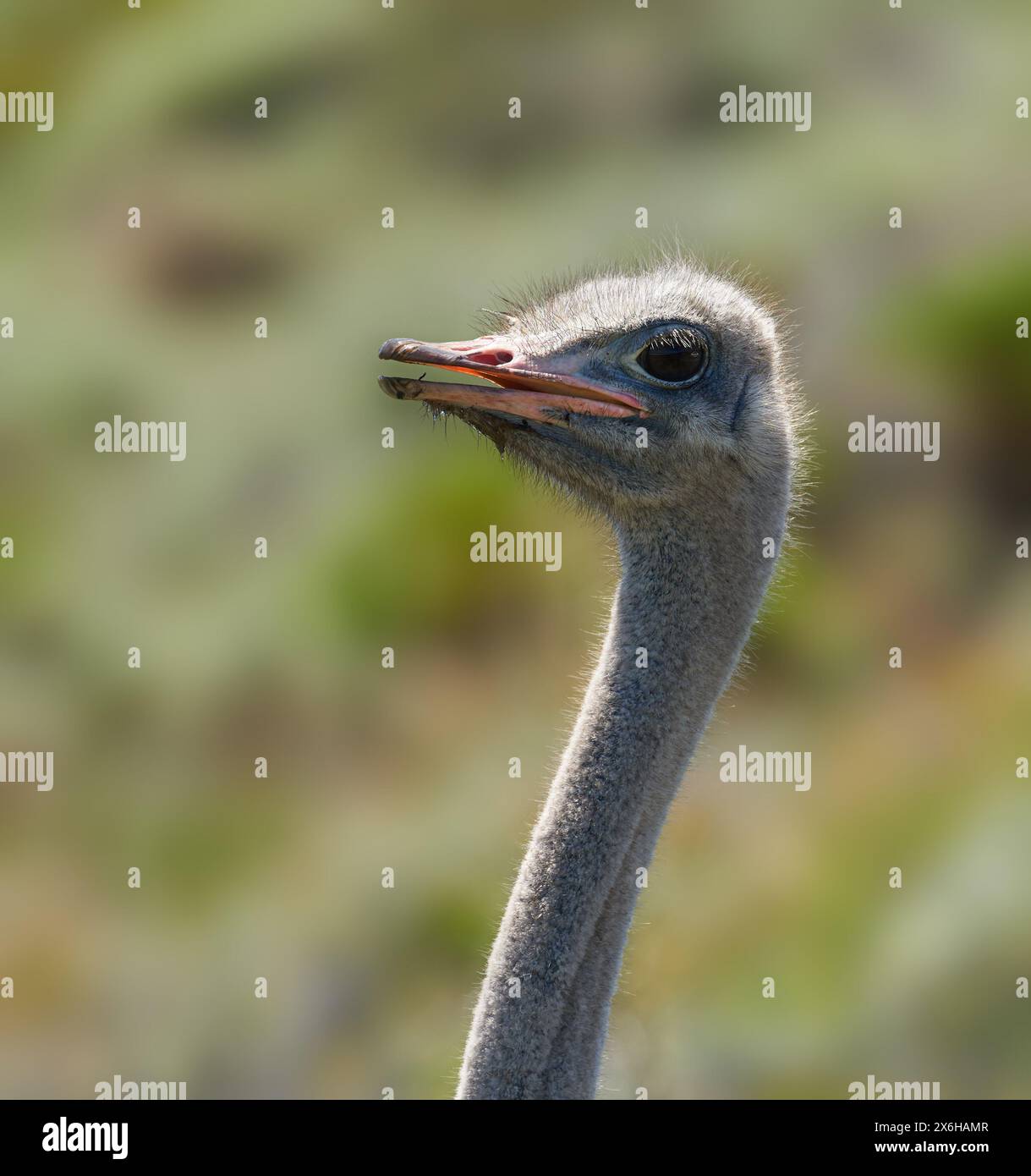 Safari, ostrich and animal in nature for natural habitat, wildlife ...