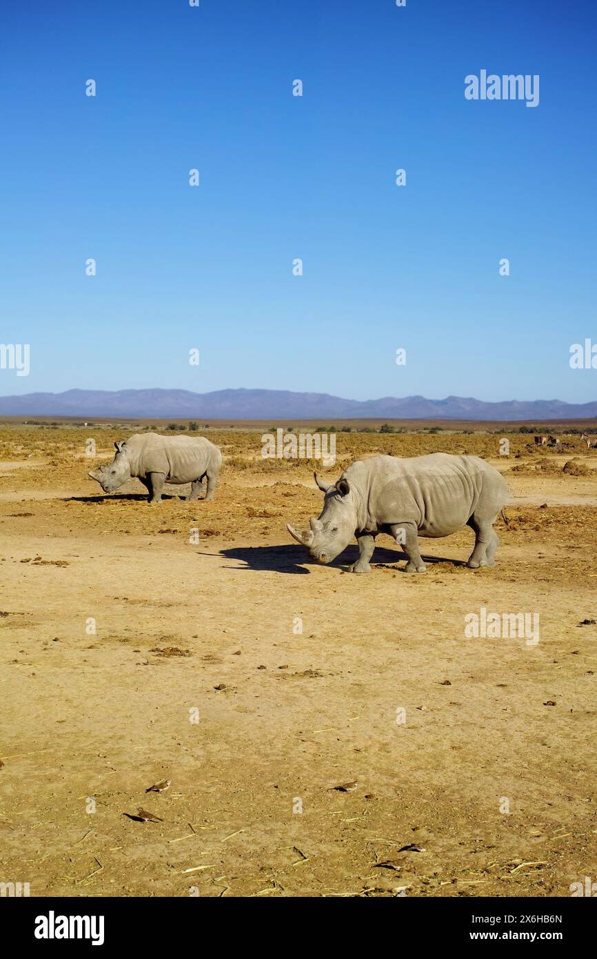 Wildlife, rhino and walking in safari nature, savannah and natural ...