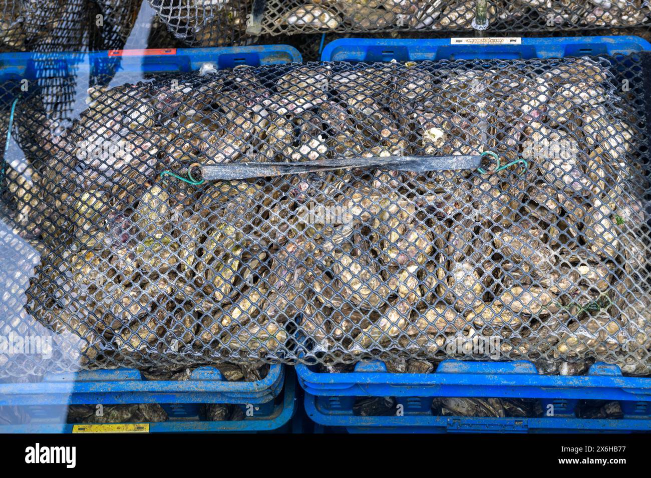 Austernsack hi-res stock photography and images - Alamy