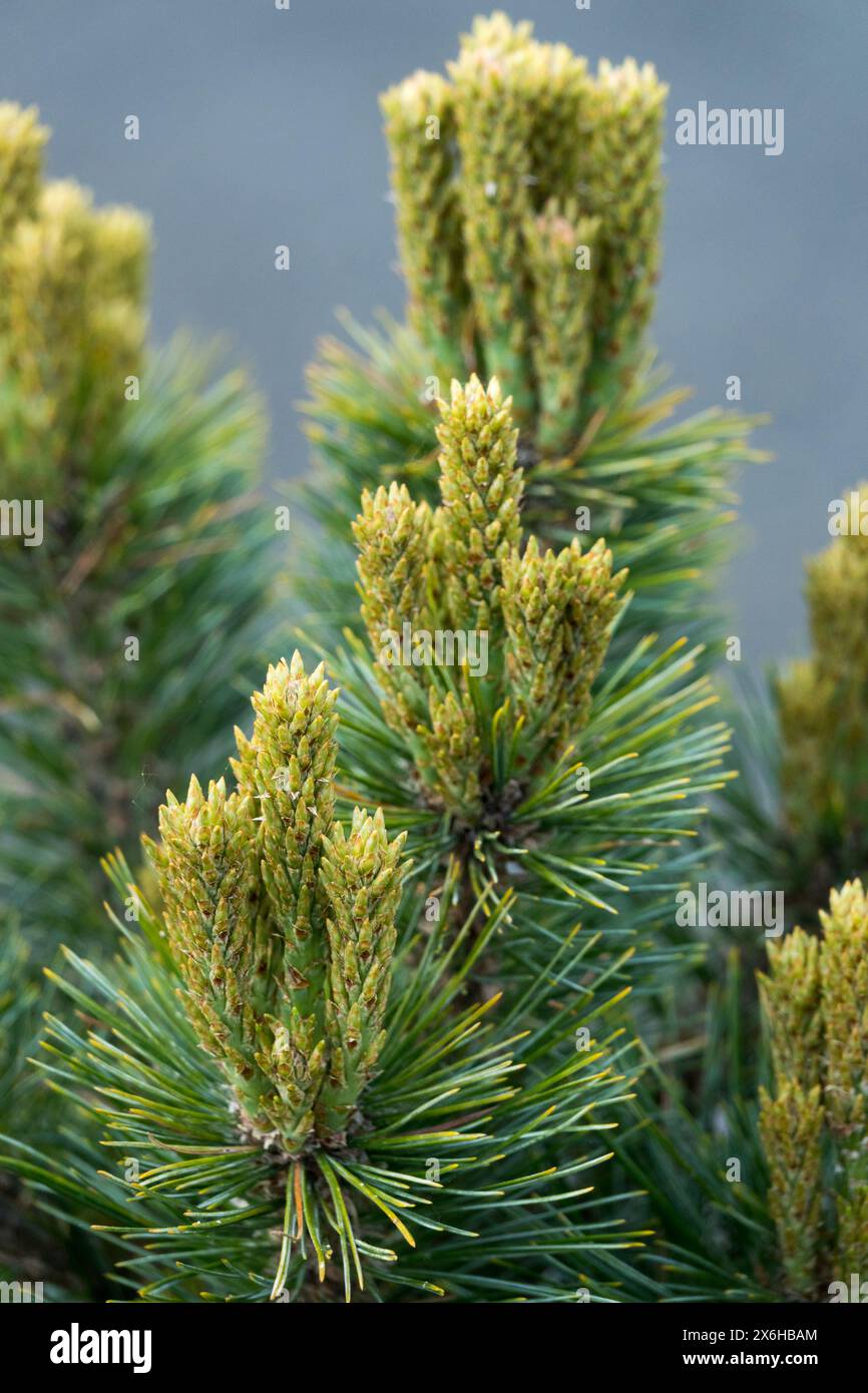 Pinus strobus "Krügers Lilliput" Needles, Eastern White Pine, Foliage ...