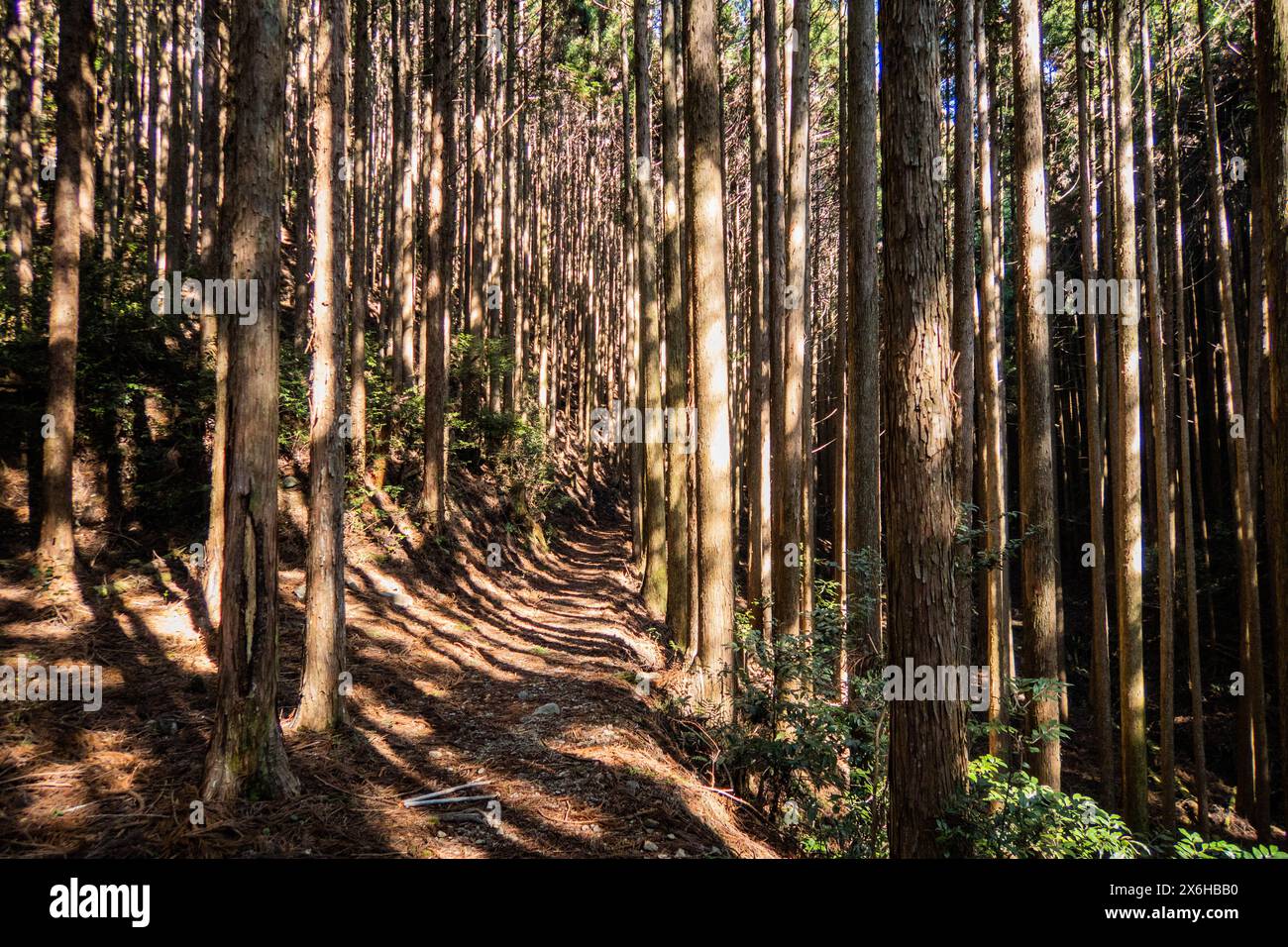 Trekking through the deep forests of the Kumano Kodo pilgrimage route ...