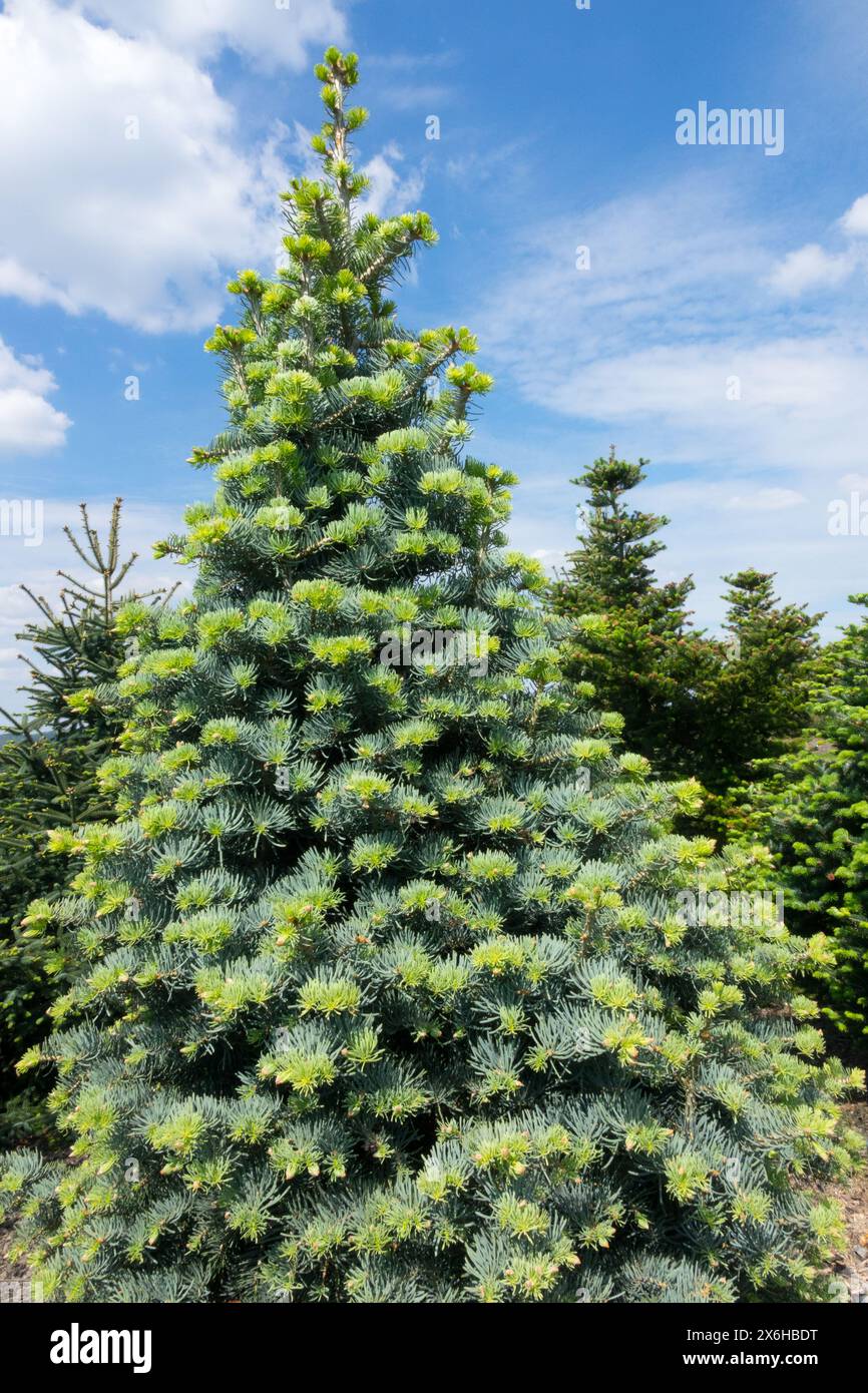 Colorado white fir hi-res stock photography and images - Alamy