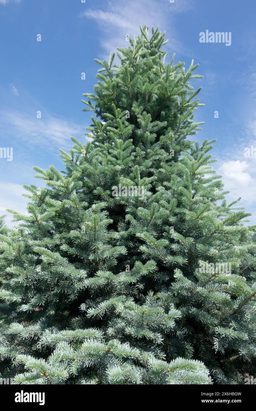 Abies lasiocarpa "Wolbeck" Tree Trees, Rocky Mountain Fir Alpine White ...