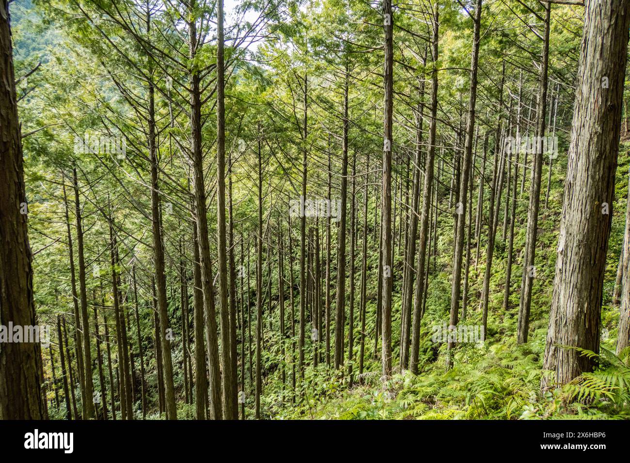 Trekking through the deep forests of the Kumano Kodo pilgrimage route ...