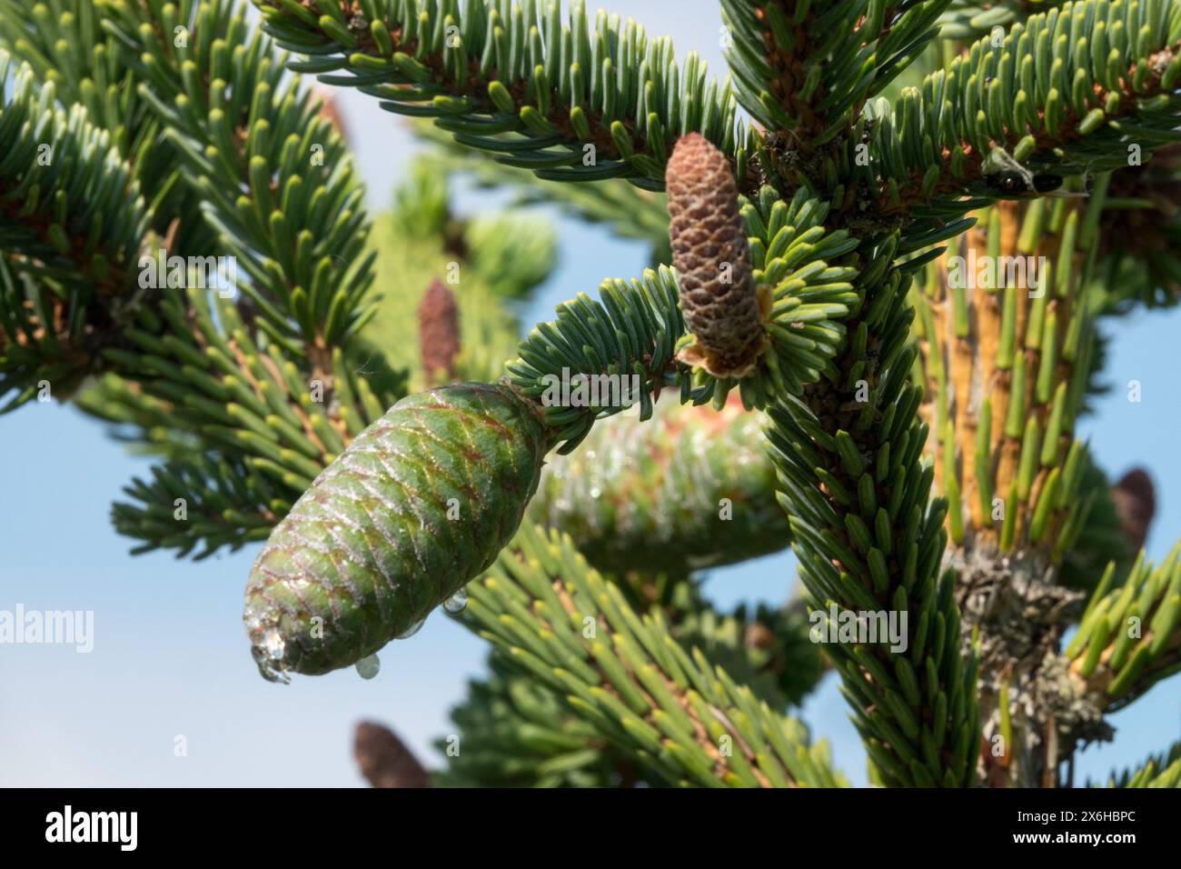 Gymnosperm male female hi-res stock photography and images - Alamy
