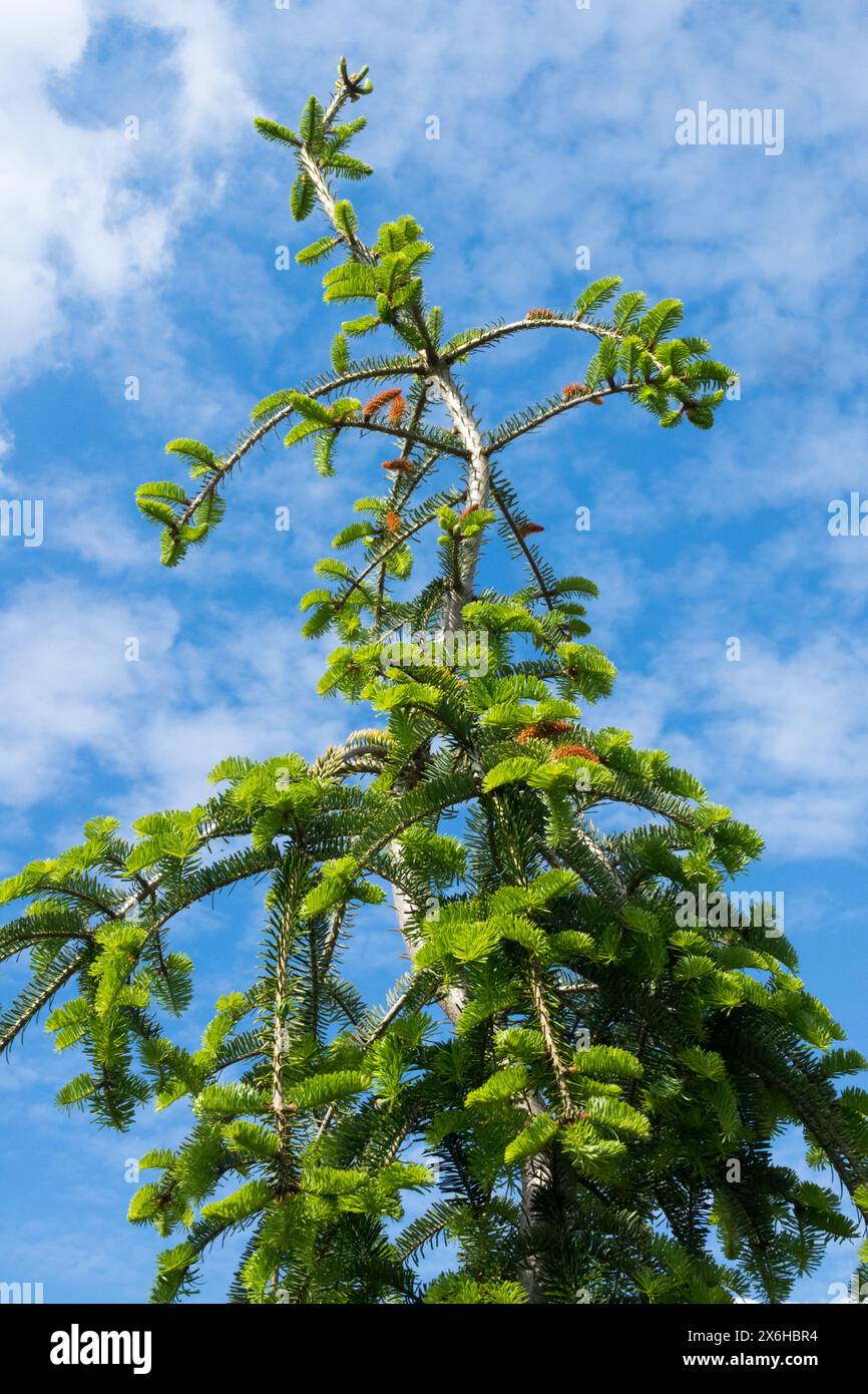 Abies alba spiralis hi-res stock photography and images - Alamy