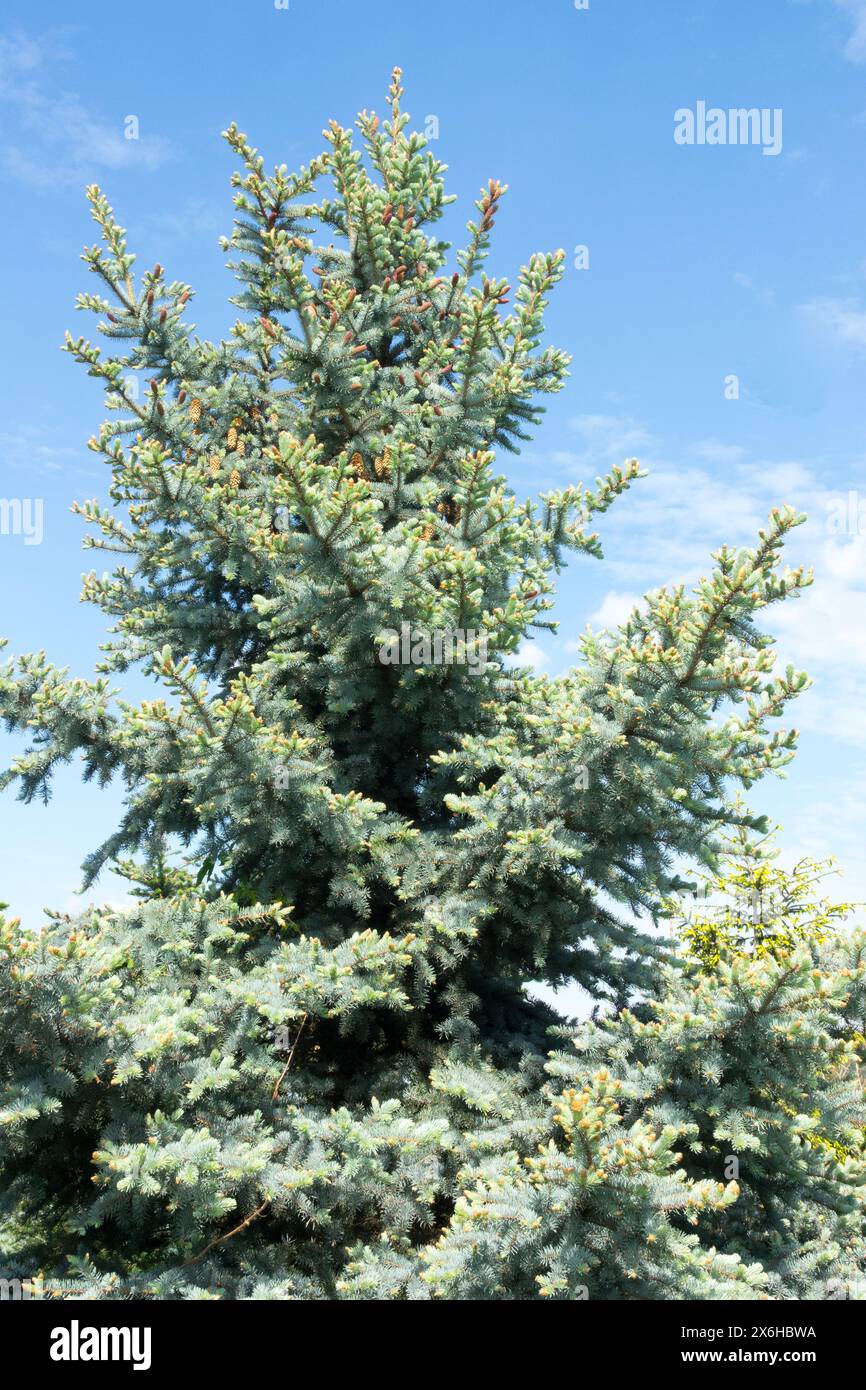 Picea pungens "Hoopsii" Tree Colorado Blue Spruce, Conifer Silver ...