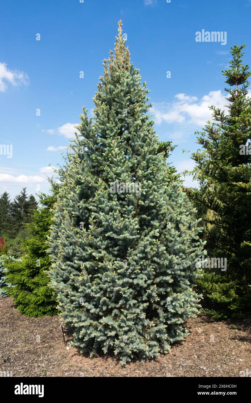 Picea pungens "Iseli Fastigiate" Picea, Tree Trees, Colorado Blue ...