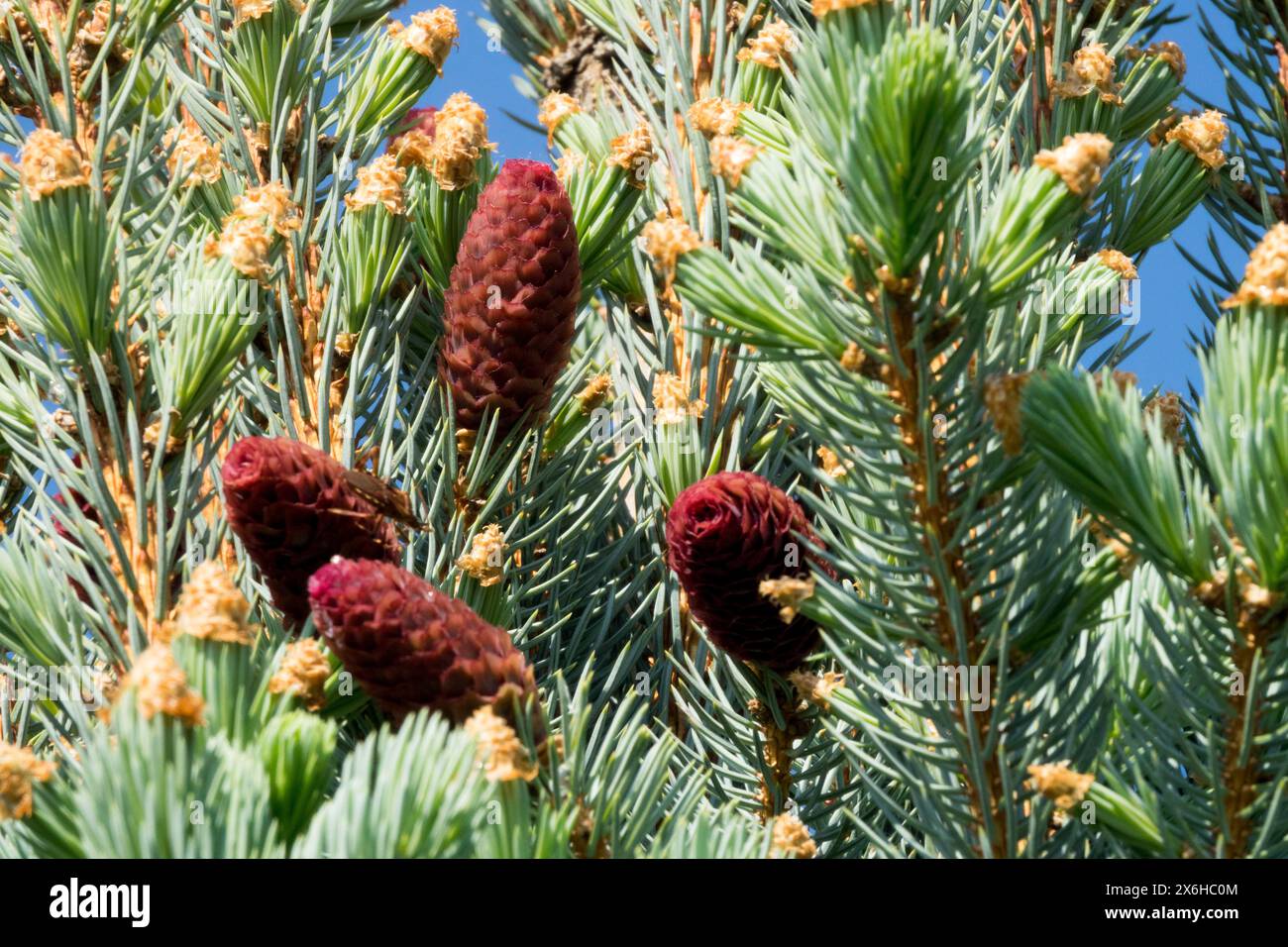 Picea pungens iseli fastigiate hi-res stock photography and images - Alamy