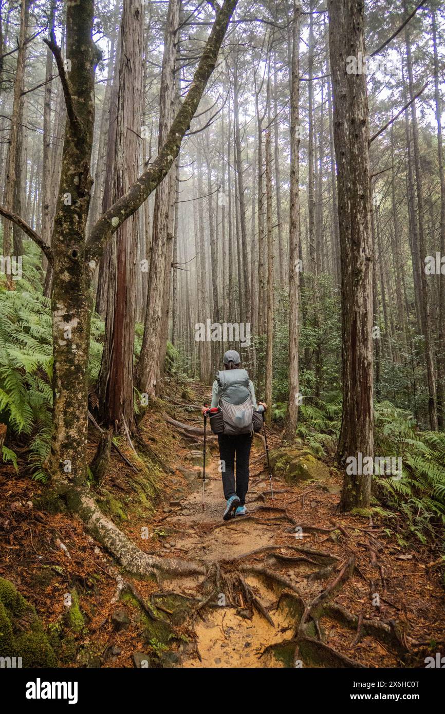 Trekking through the deep forests of the Kumano Kodo pilgrimage route ...