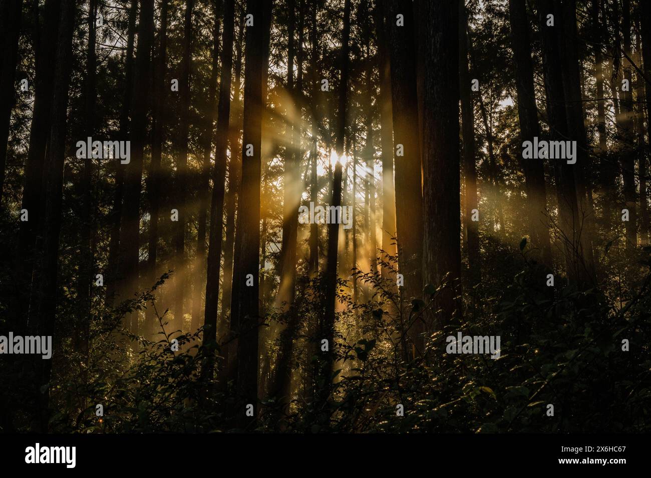 Trekking through the deep forests of the Kumano Kodo pilgrimage route ...