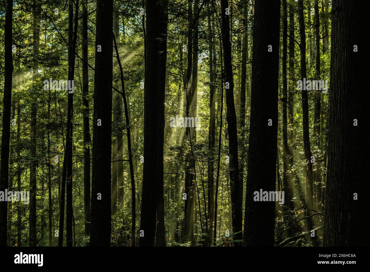 Trekking through the deep forests of the Kumano Kodo pilgrimage route ...
