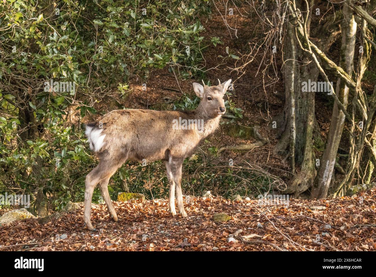 Deers resting nara deer hi-res stock photography and images - Alamy