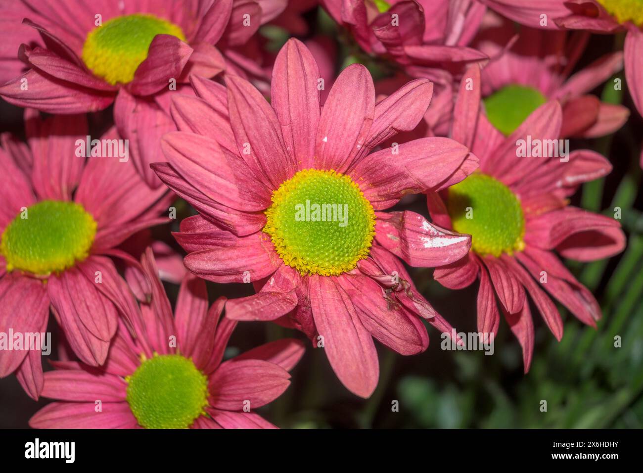 Dimorfoteca flowers with purple leaves and yellow and green center ...