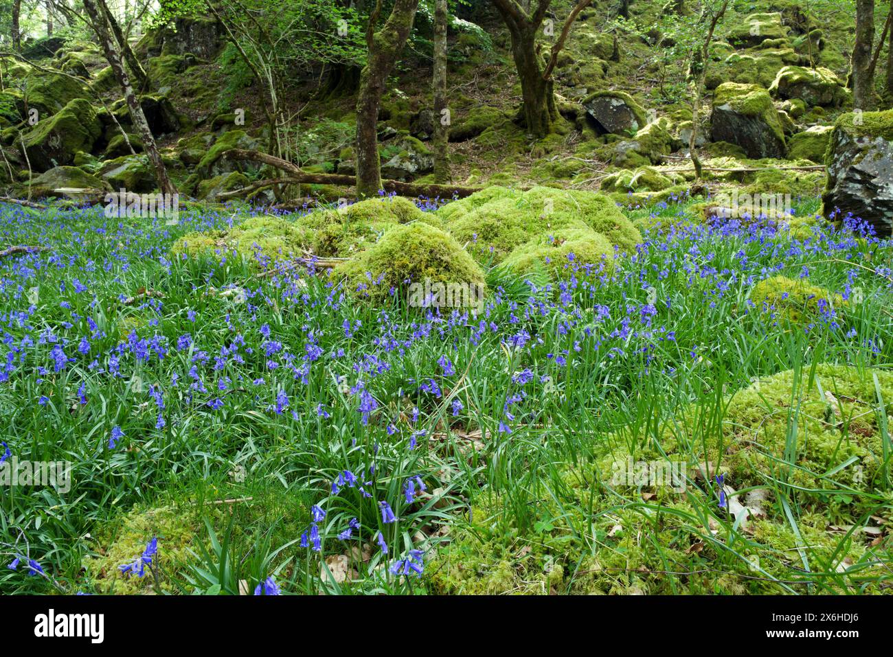 Bluebells in Celtic Temperate Rainforest in the LLugwy Valley ...