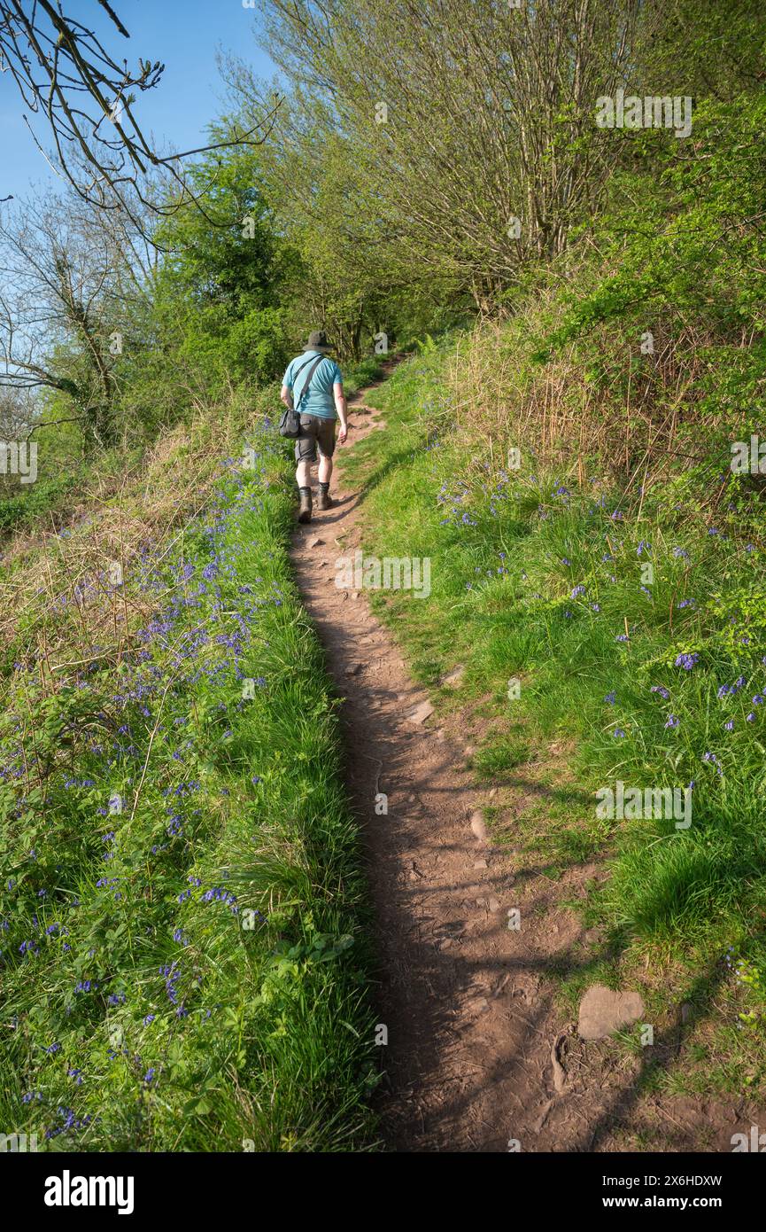 Man walking along path through bluebell woodland, Skirrid Mountain ...