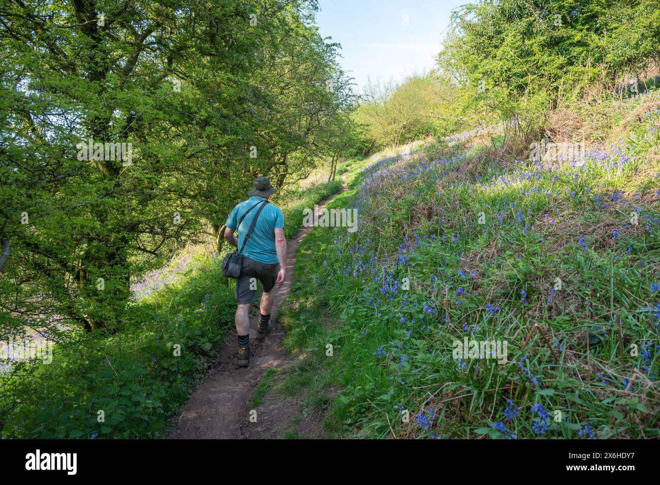 Man walking along path through bluebell woodland, Skirrid Mountain ...