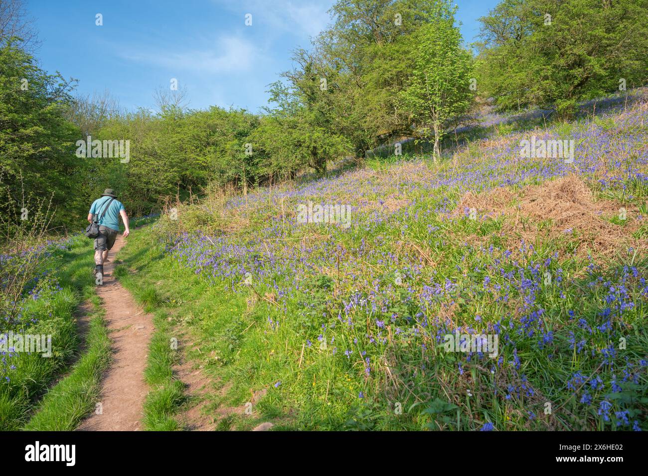Man walking along path through bluebell woodland, Skirrid Mountain ...