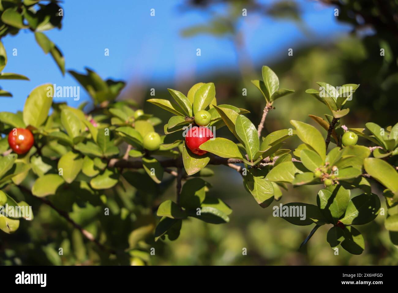 Acerola tree hi-res stock photography and images - Alamy