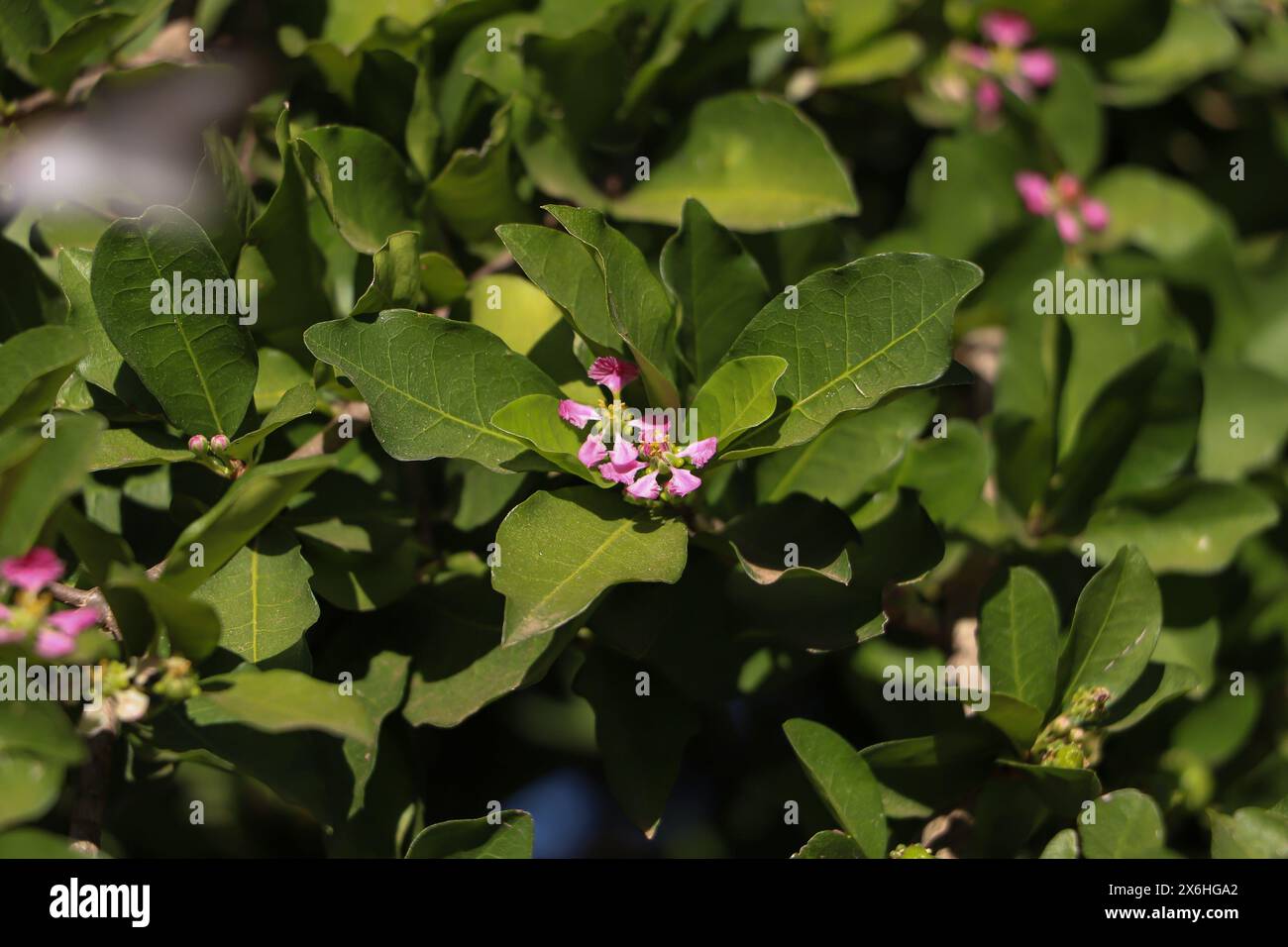 Pitanga tree hi-res stock photography and images - Alamy