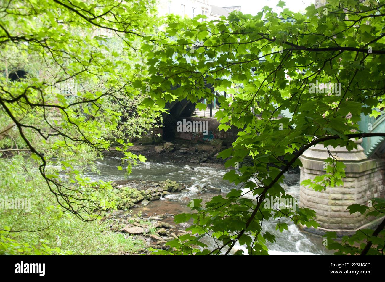 Kelvin Bridge and the River Kelvin, Glasgow, Scotland, UK; vegetation ...
