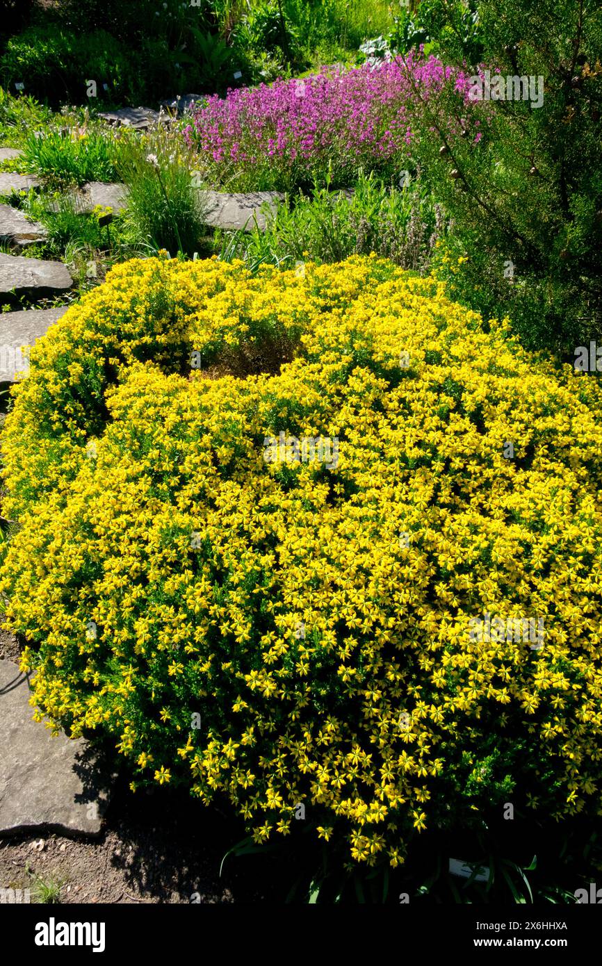 Spanish Broom Furze Gorse, Yellow Genista hispanica Garden Genista ...
