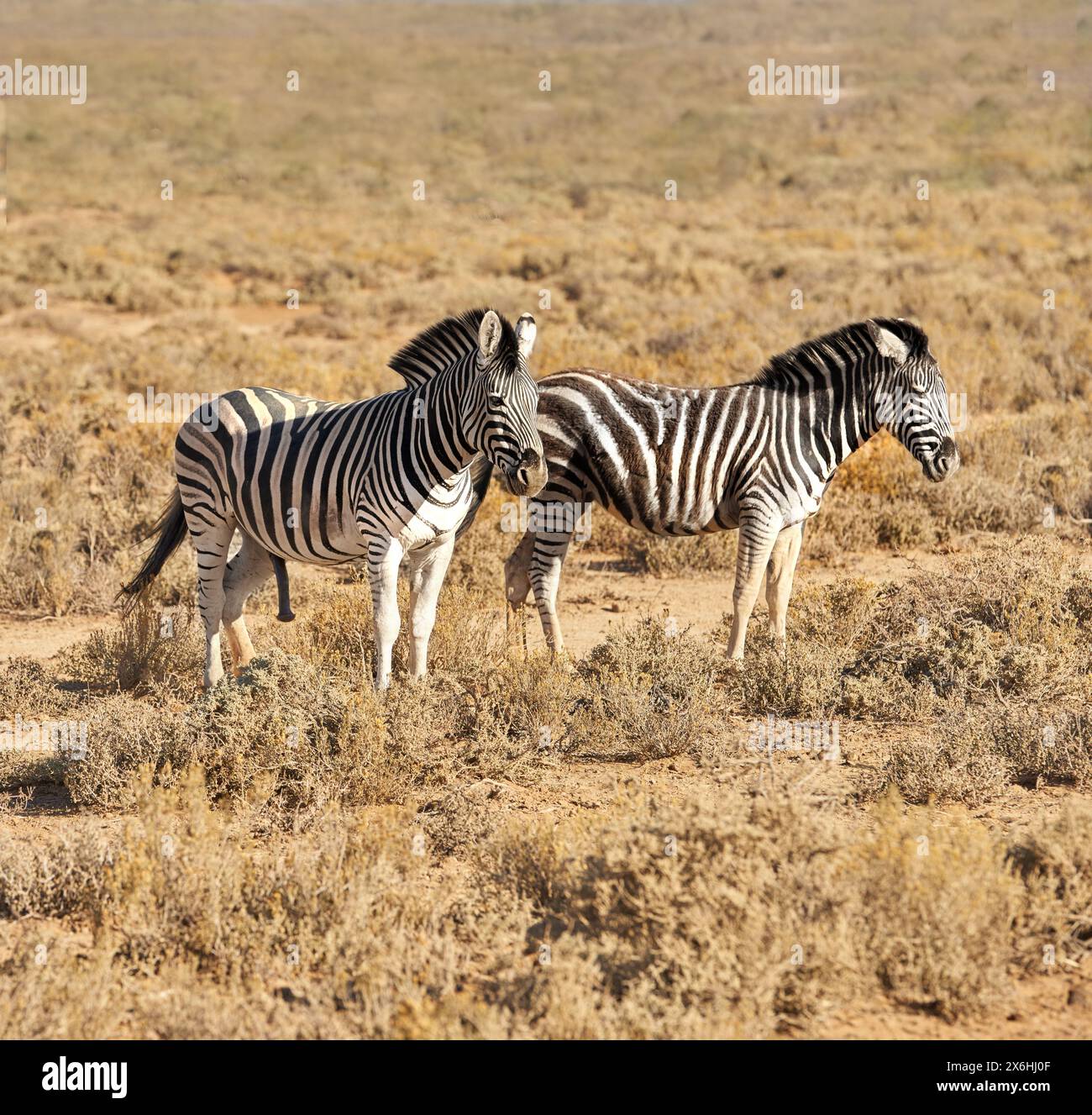 Zebra, wildlife and safari with animals in natural habitat or savannah ...