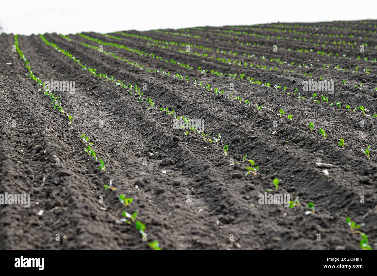 Field rows of planted cabbage seedlings. Green seedlings of cabbage on ...
