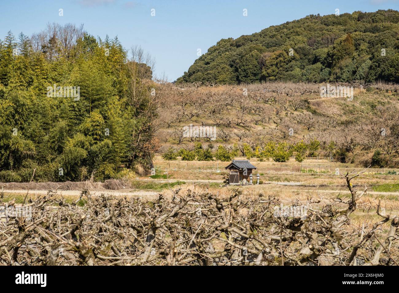 Vegetable garden on the Yamanobe no Michi trail, Nara, Japan Stock ...