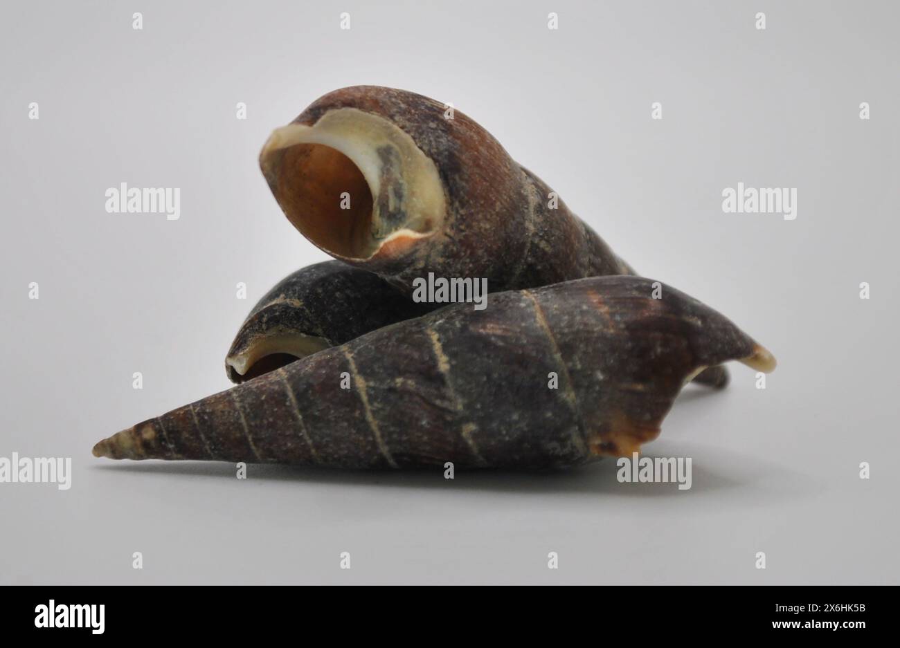 Three Snail Shells Piled Together in Soft Light Stock Photo - Alamy