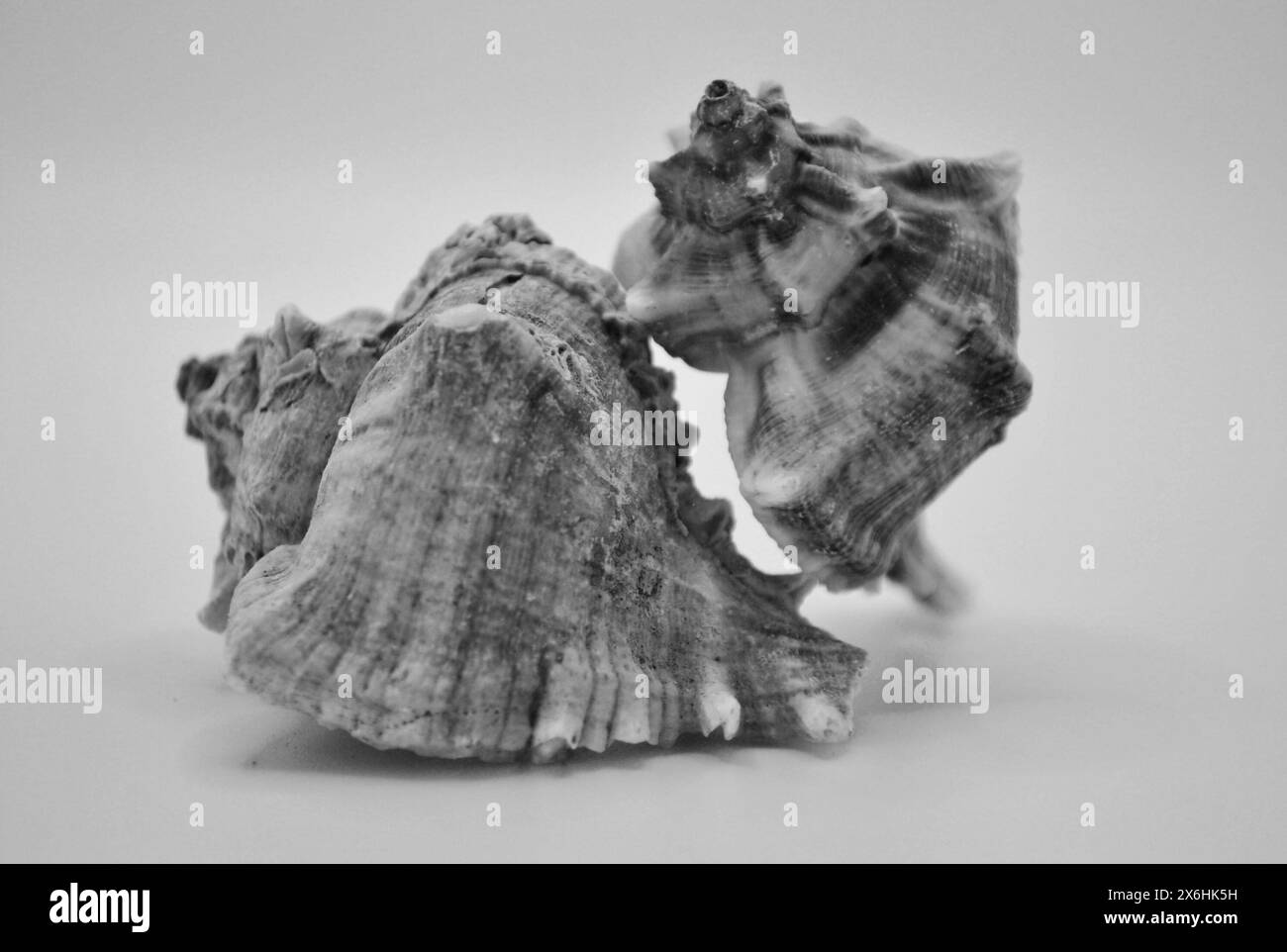 Marine life of gulf of mexico Black and White Stock Photos & Images - Alamy