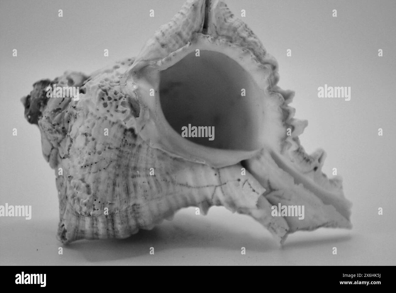 Inside Close-Up of Conch Strombus Shells on a White Background Stock ...
