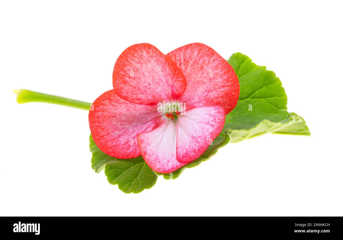 pelargonium flower isolated on white background Stock Photo - Alamy