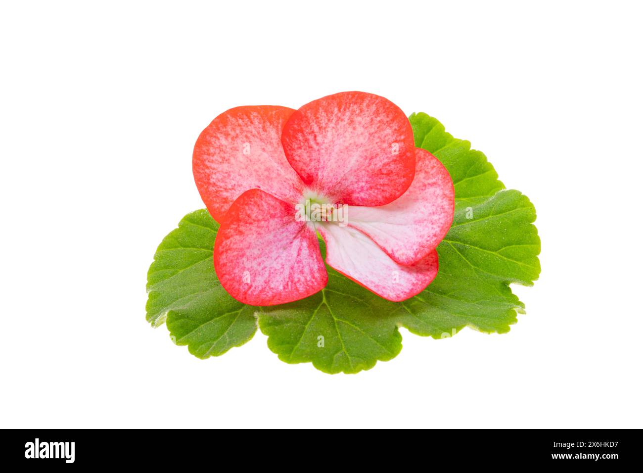 pelargonium flower isolated on white background Stock Photo - Alamy