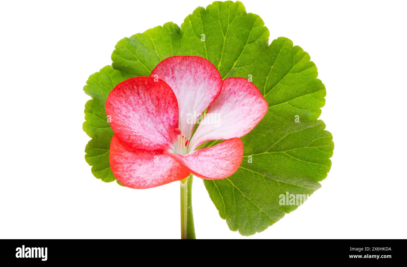 pelargonium flower isolated on white background Stock Photo - Alamy
