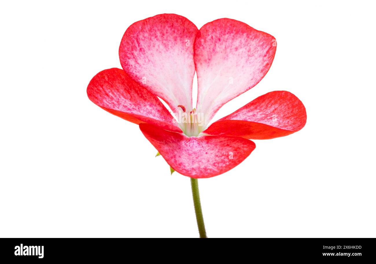 pelargonium flower isolated on white background Stock Photo - Alamy